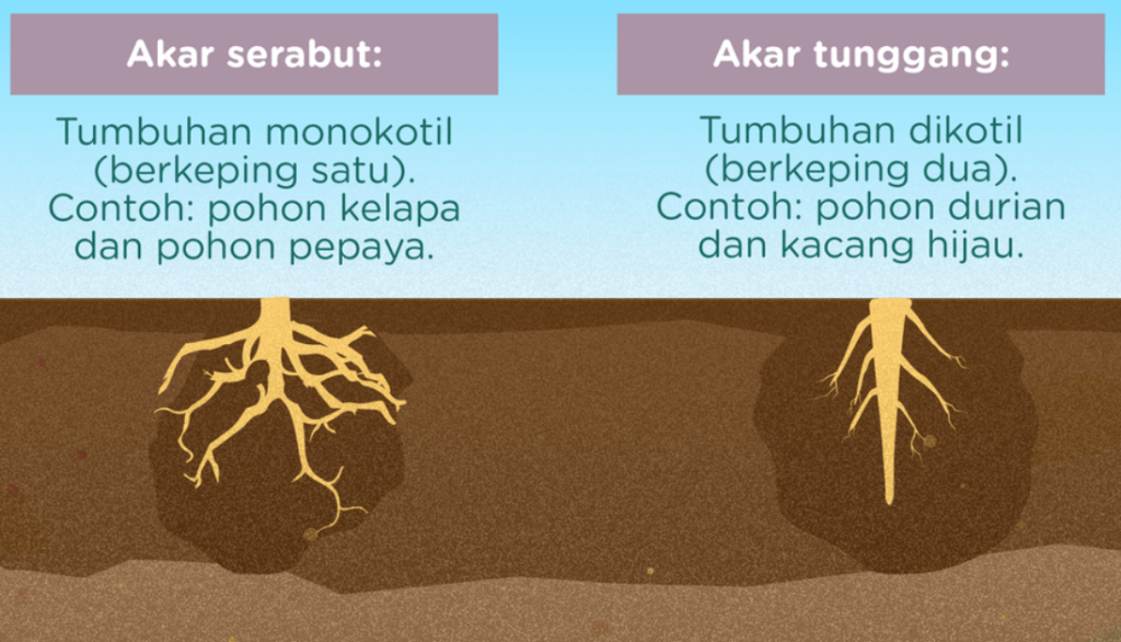 Jenis-Jenis Akar Tumbuhan: Dari Serabut Sampai Napas, Apa Bedanya ...